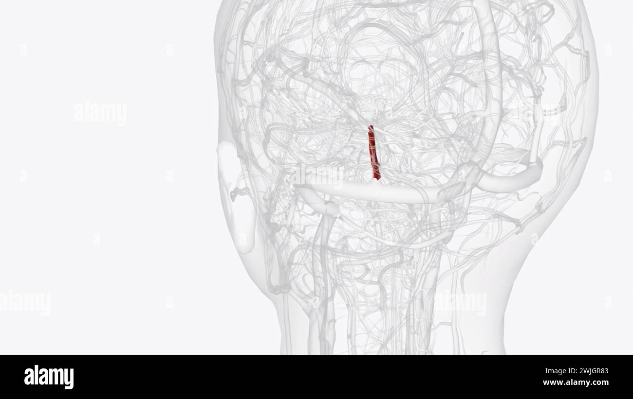 The basilar artery is the main artery that supplies blood to the back ...