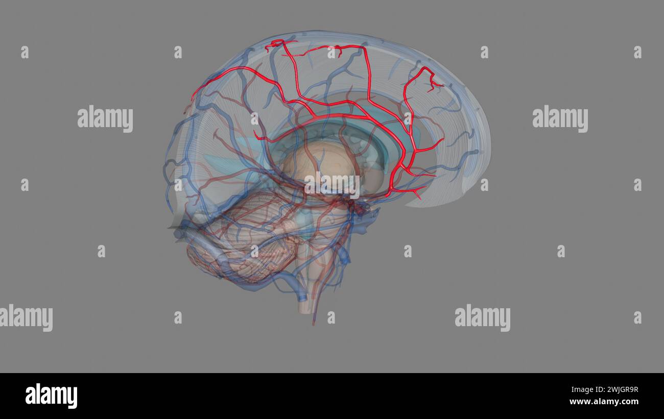 The anterior cerebral artery is the terminal branch of the ...