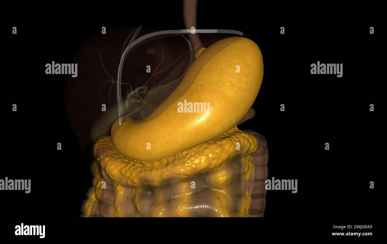 Healthy colon endoscopy hi-res stock photography and images - Alamy