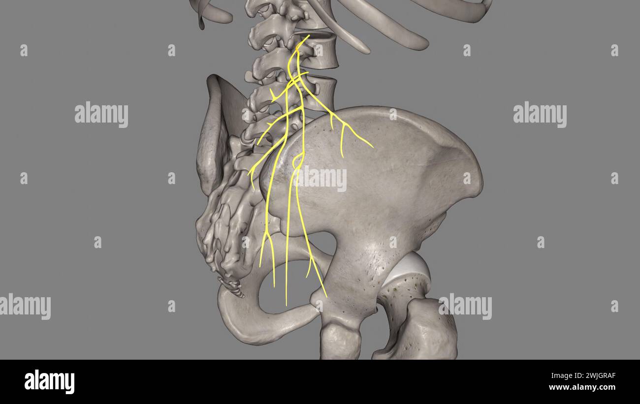 The superior cluneal nerves are pure sensory nerves that innervate the ...