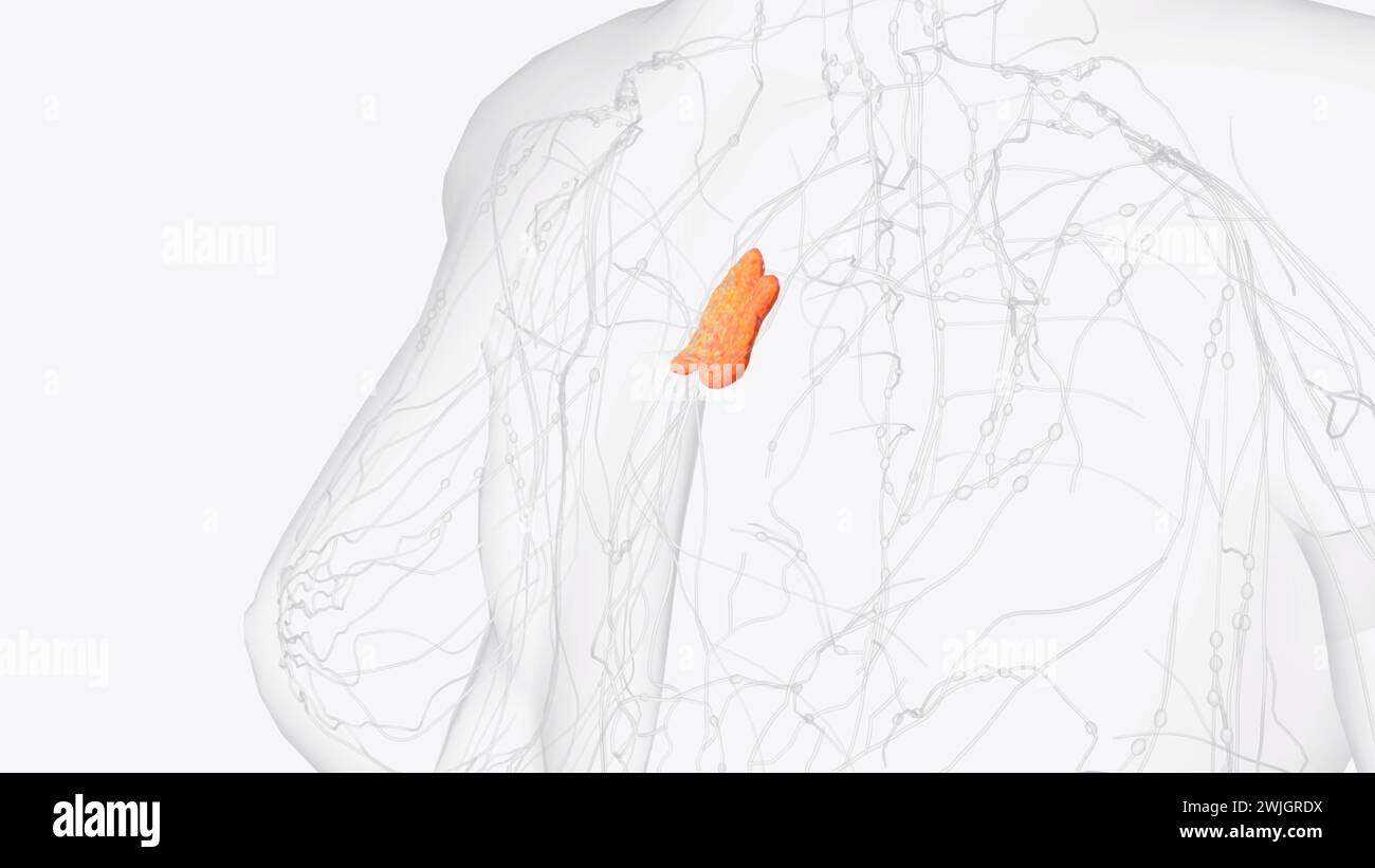 Lymphatic system in female anatomy hi-res stock photography and images ...