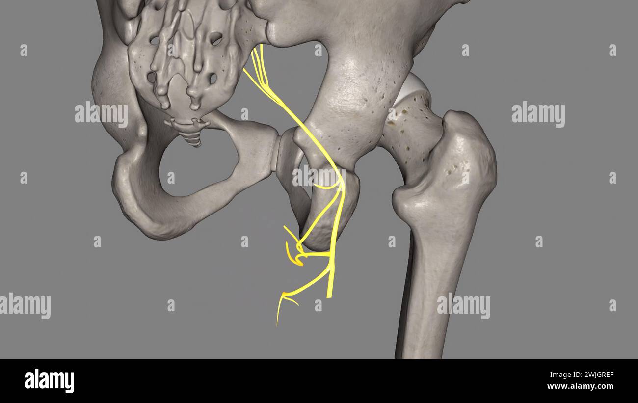 Posterior femoral cutaneous nerve hi-res stock photography and images ...