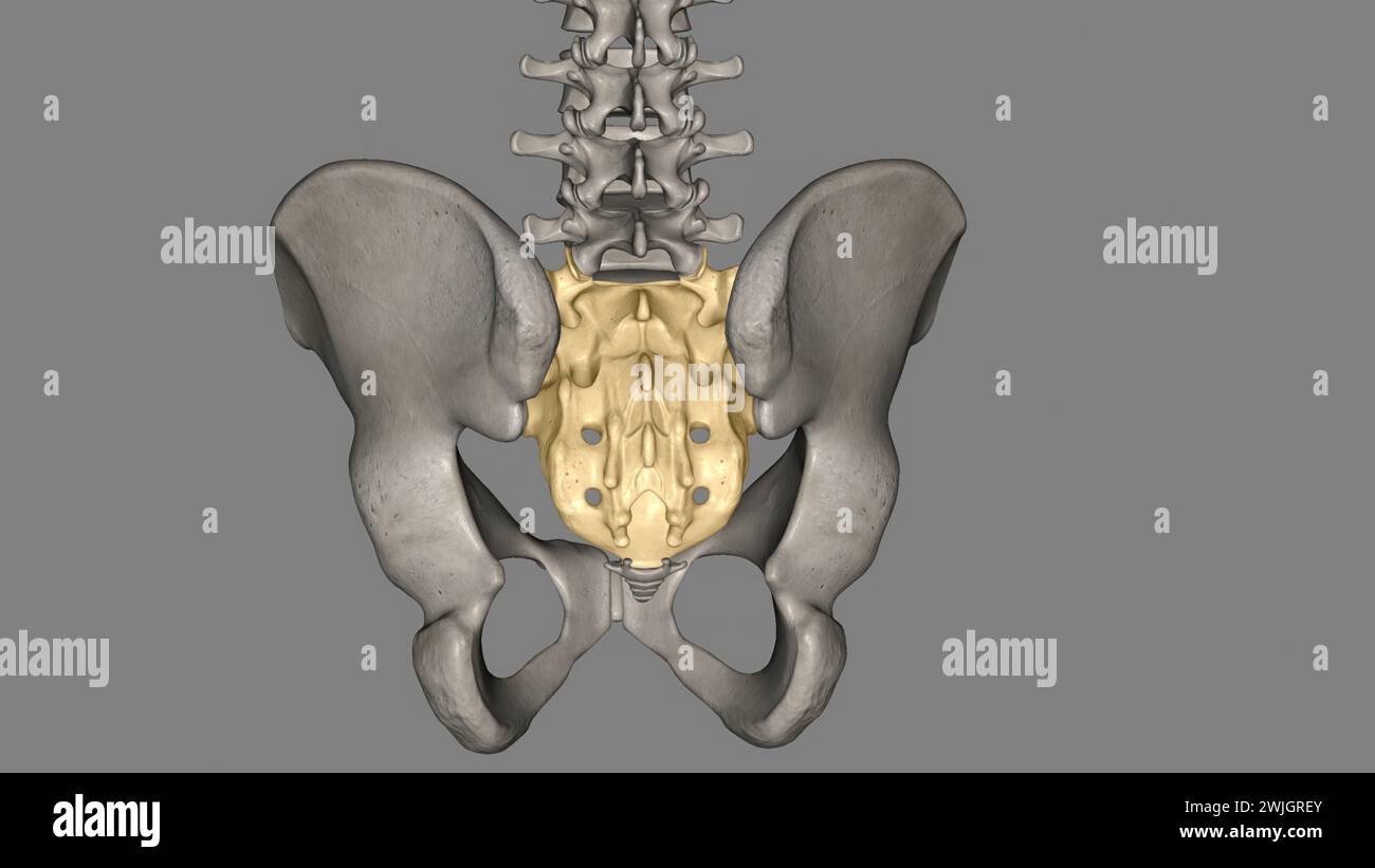 Triangular muscle hi-res stock photography and images - Alamy