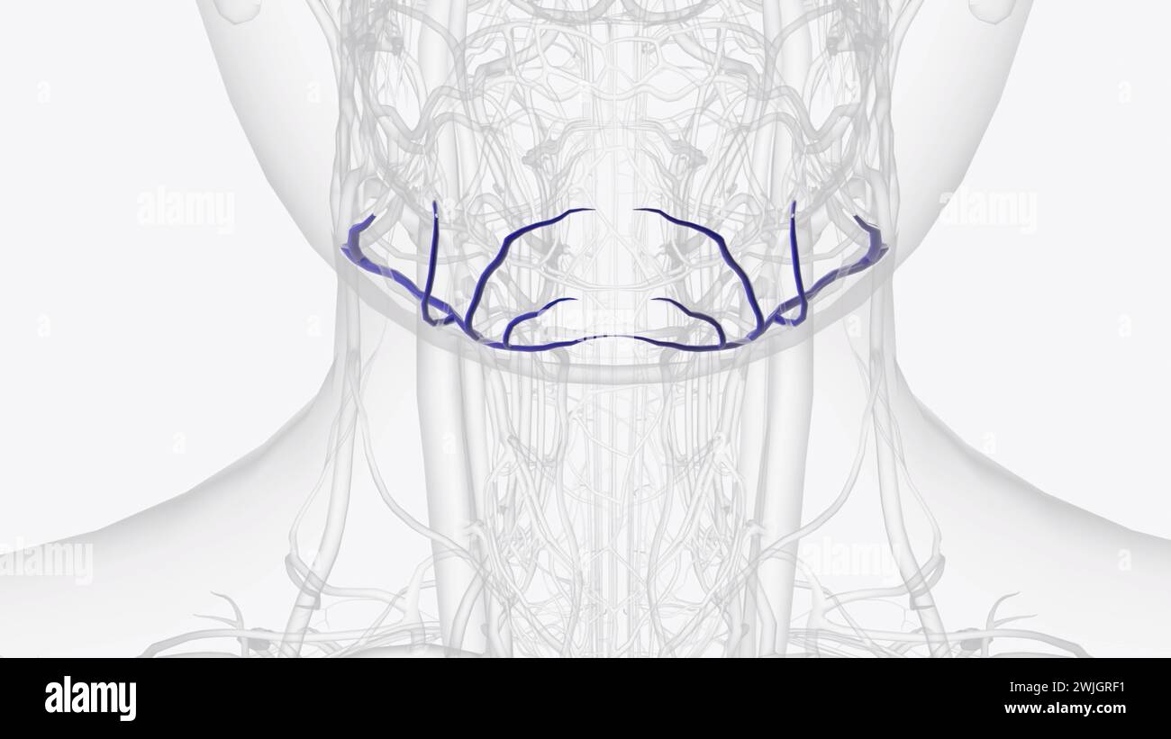 The submental vein usually arises from the venous network in the ...