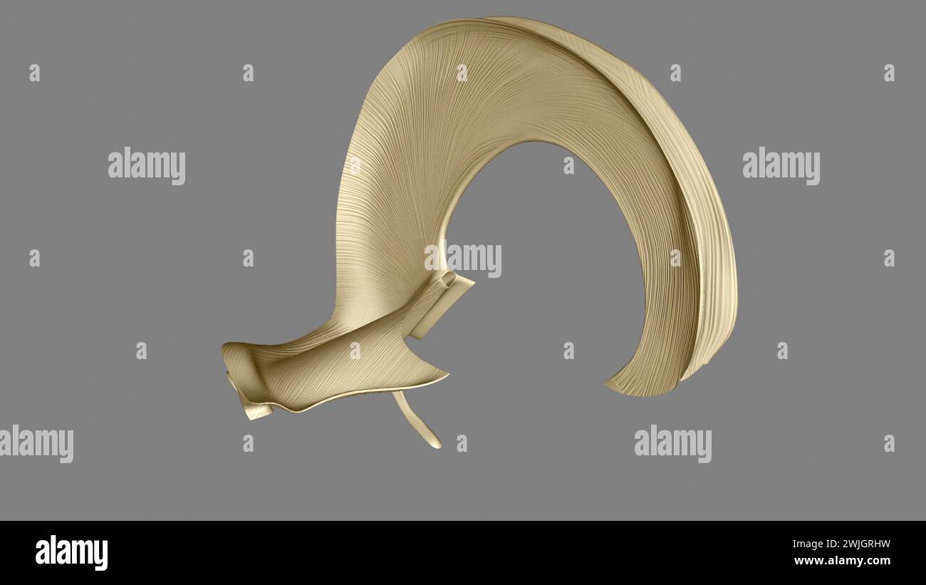 The falx cerebri and tentorium cerebelli are thin dural structures ...