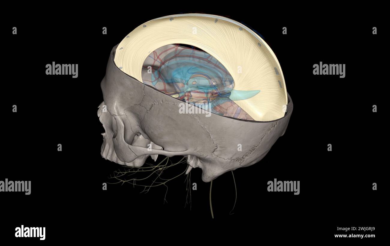 Tentorium cerebelli hi-res stock photography and images - Alamy