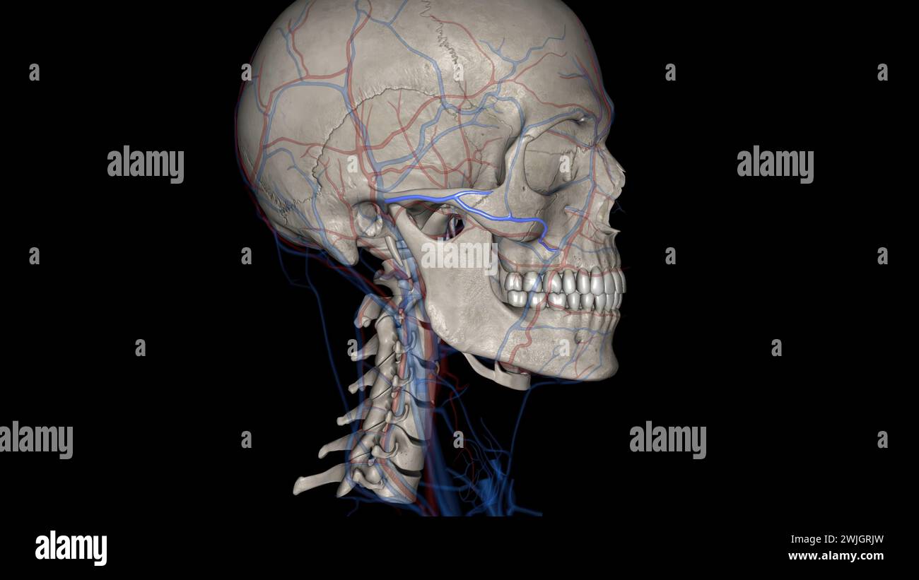Arteria Transversa Faciei – Arteria Transversa Faciei Ursprung – TRLP