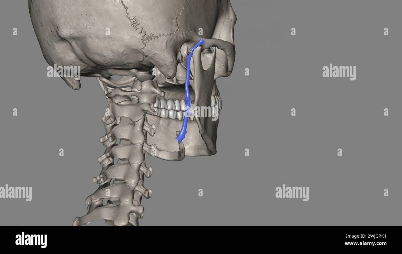 Retromandibular hi-res stock photography and images - Alamy