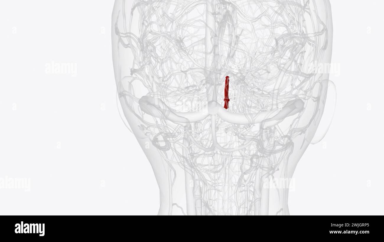 The basilar artery is the main artery that supplies blood to the back ...