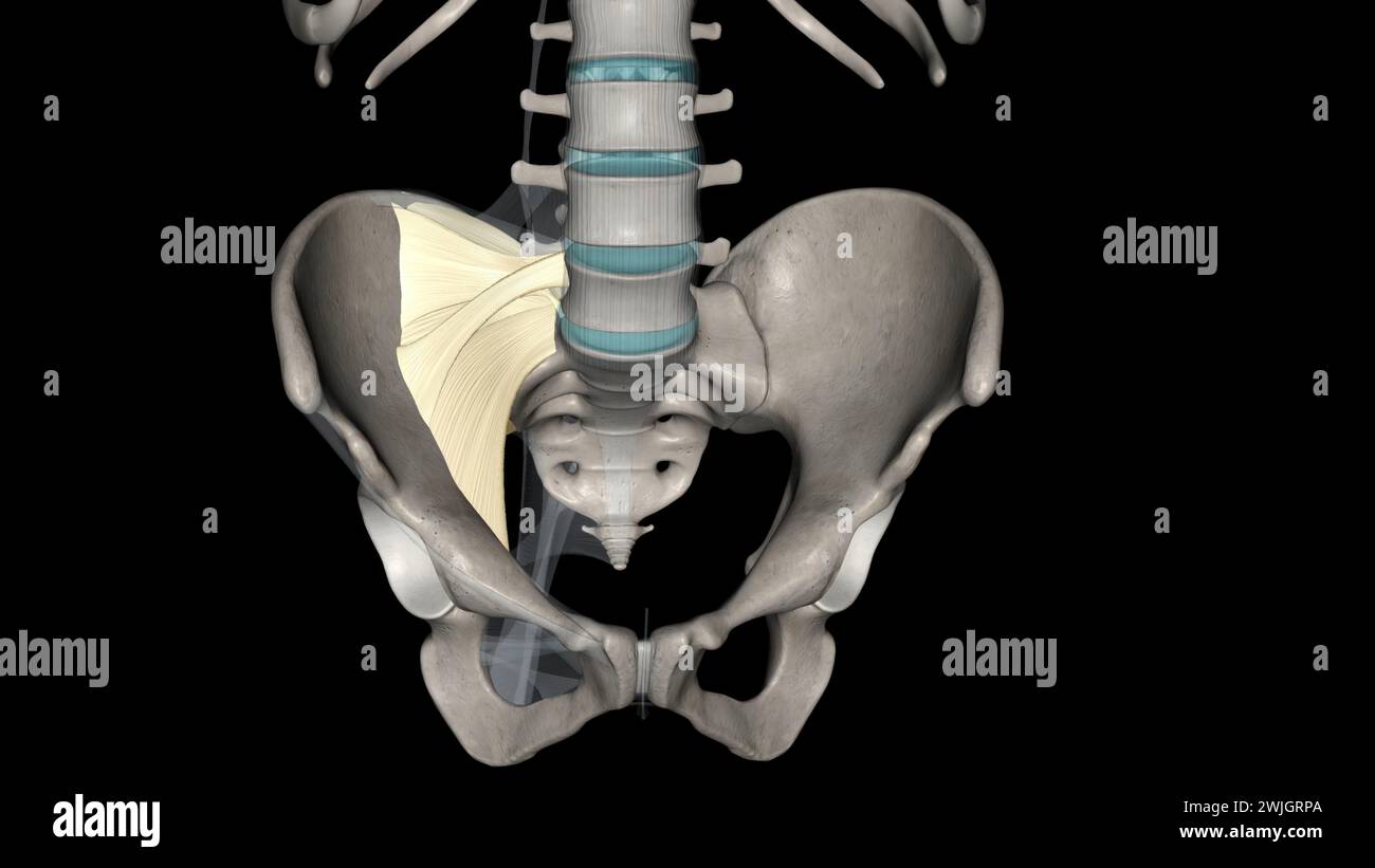 Anterior longitudinal ligament hi-res stock photography and images - Alamy
