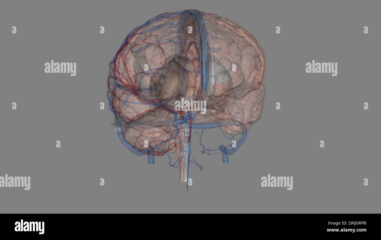 Brain, Arteries and Veins 3d illustration Stock Photo - Alamy