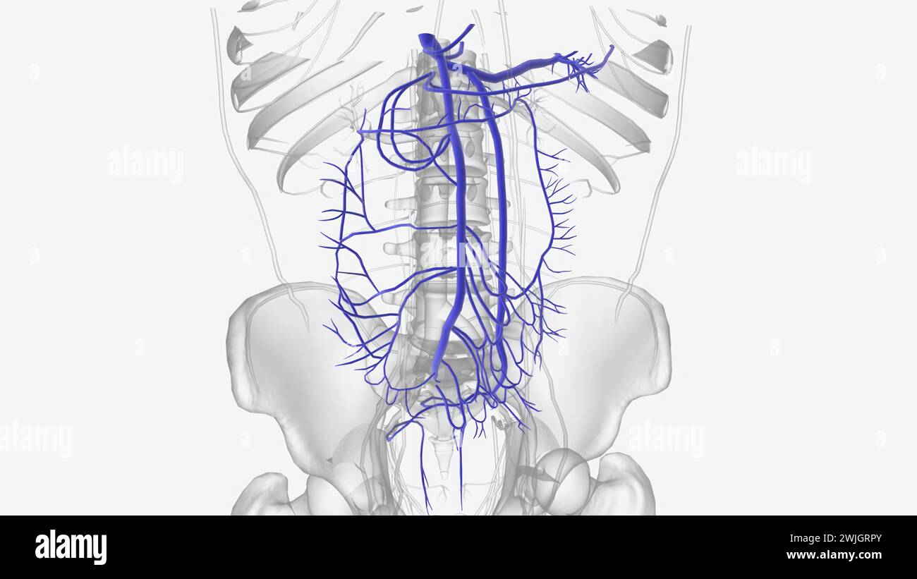 he hepatic portal system is the system of veins that transports blood ... he hepatic portal system is the system of veins that transports blood ...