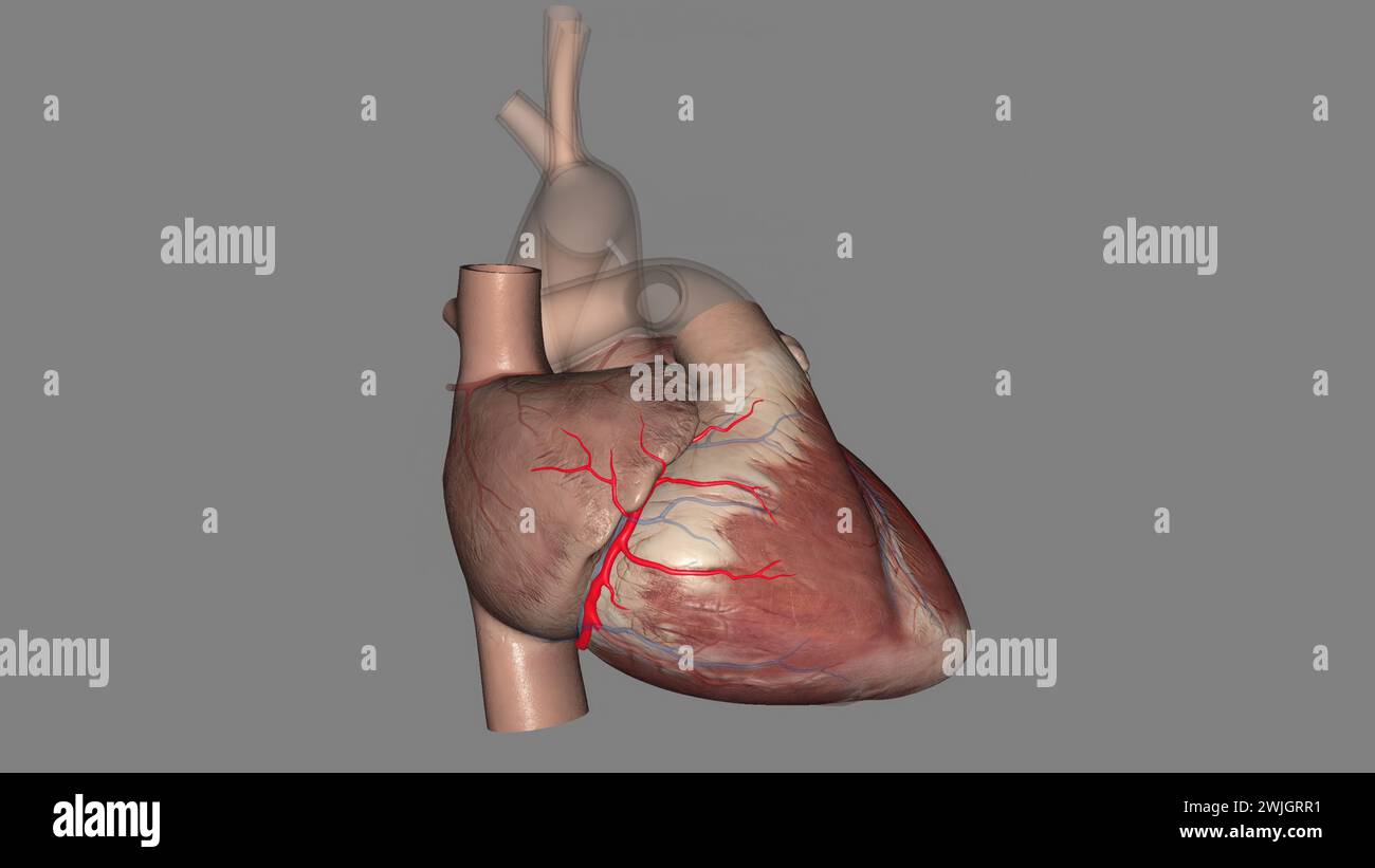 The coronary arteries run along the coronary sulcus of the myocardium ...