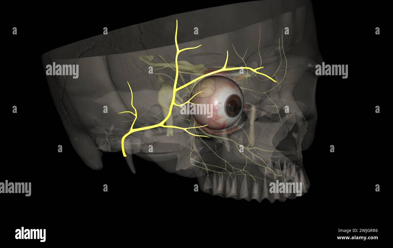 The temporal branch is the superior branch of the facial nerve 3d ...