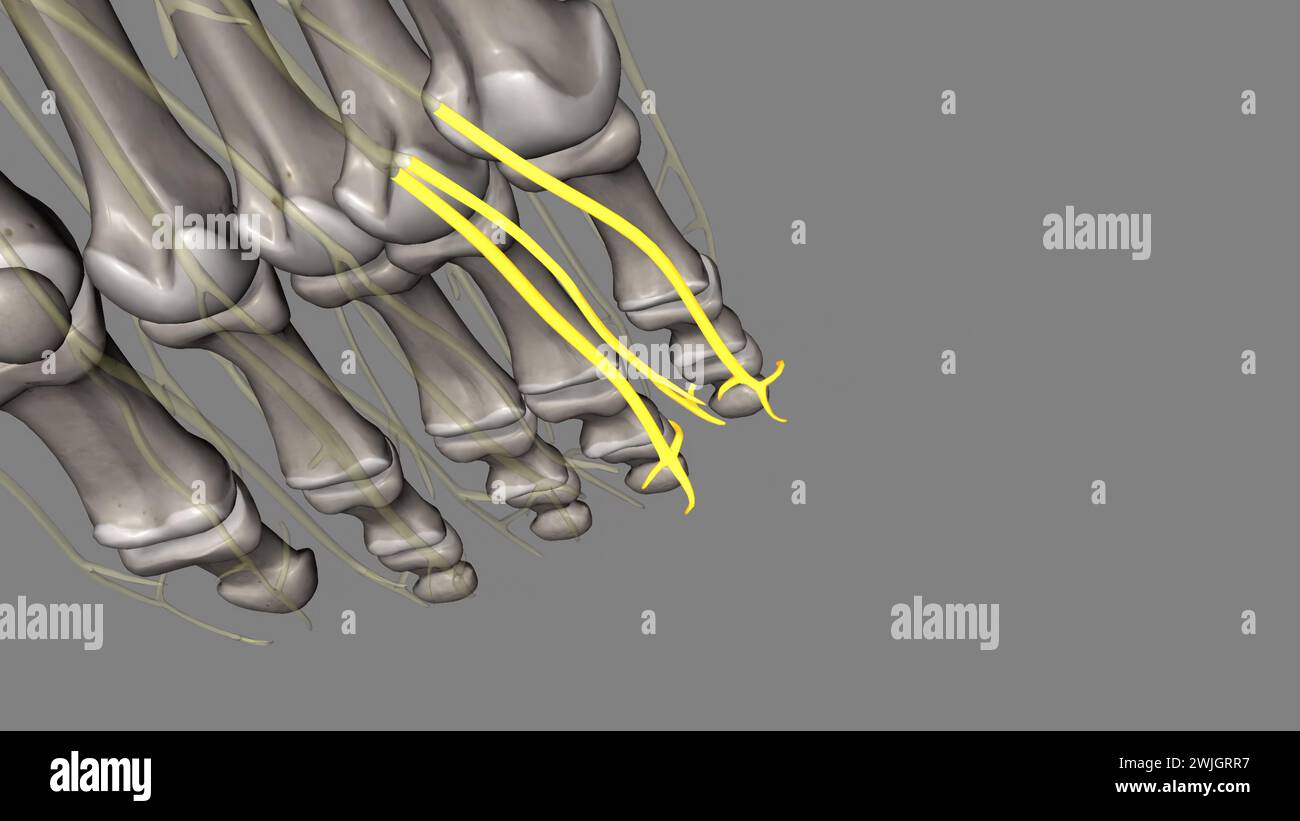 Lateral plantar hi-res stock photography and images - Alamy