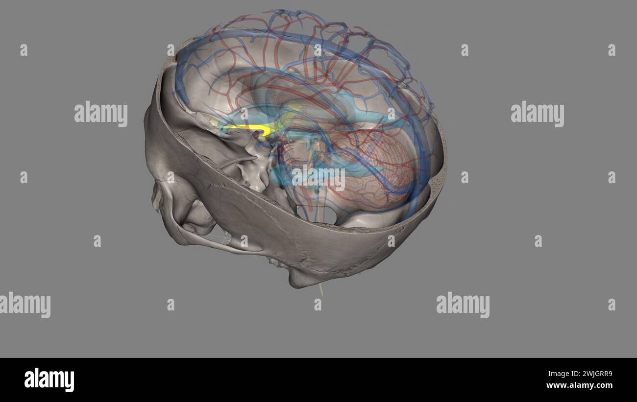 The olfactory nerve is the first cranial nerve and is instrumental in ...