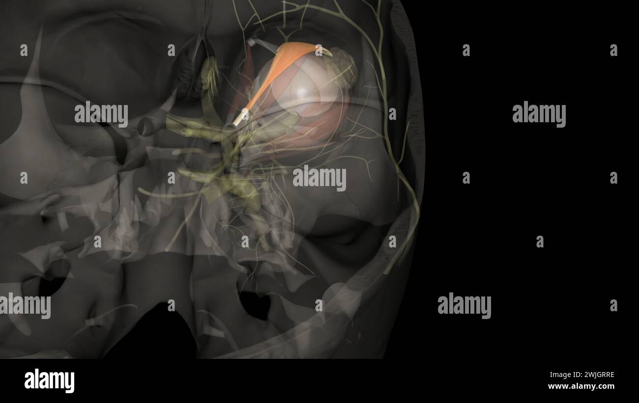 Levator palpebrae superioris muscle hi-res stock photography and images ...