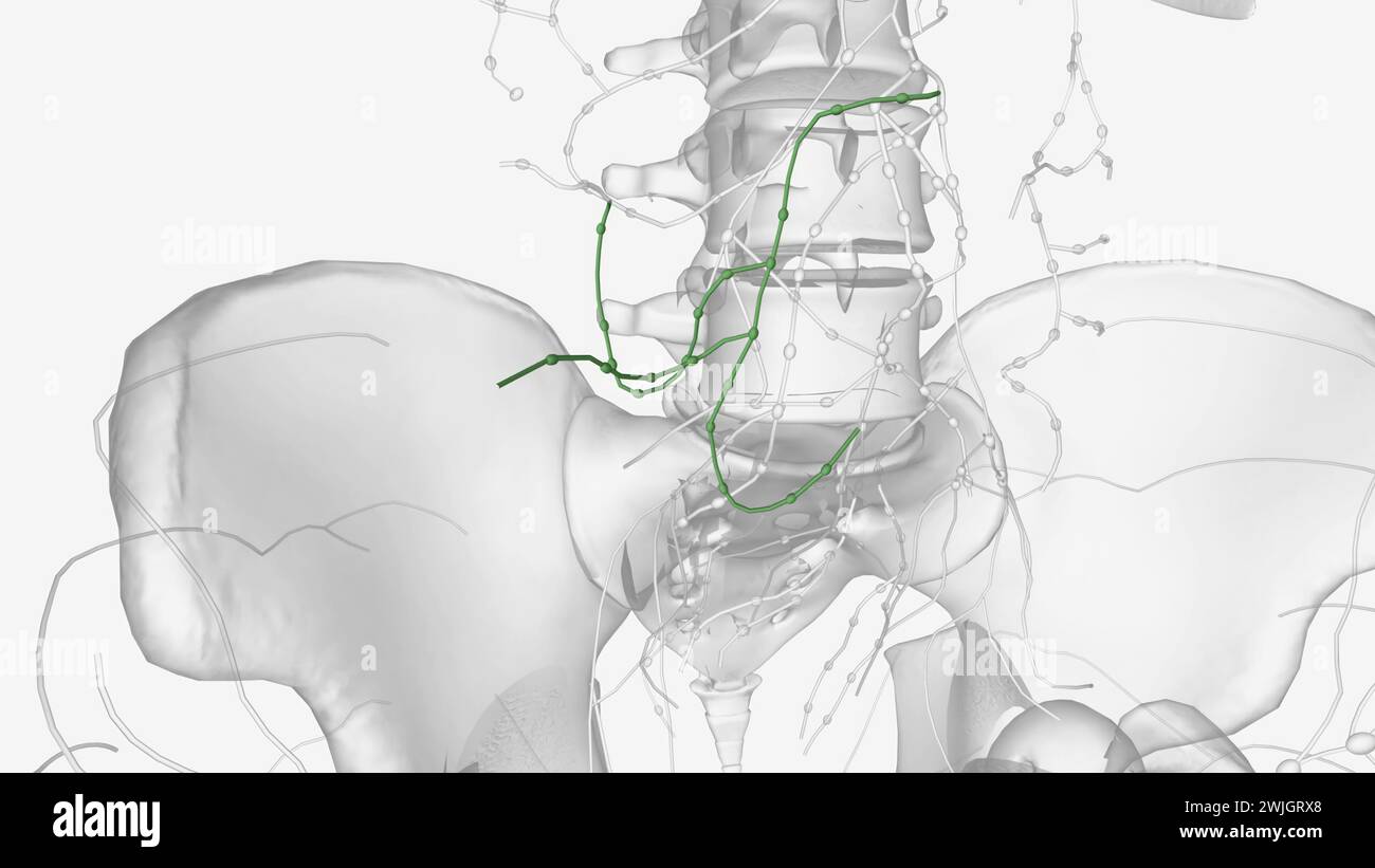 Mesenteric lymph nodes hi-res stock photography and images - Alamy