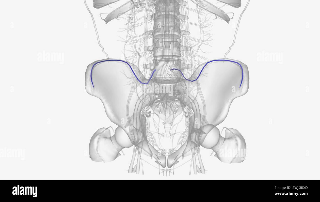 The iliolumbar vein is the vena comitans of the iliolumbar artery 3d ...