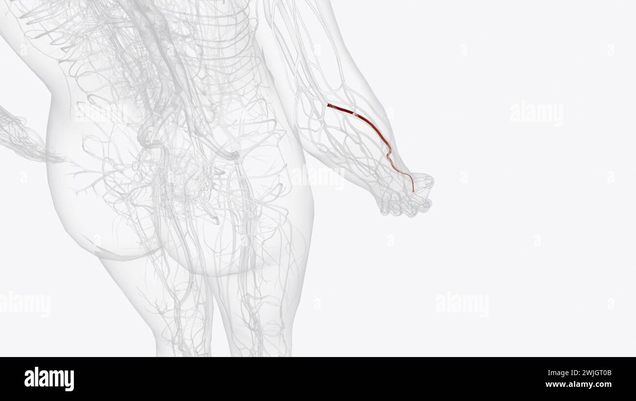 The radial artery is a blood vessel that supplies blood to the forearm ...
