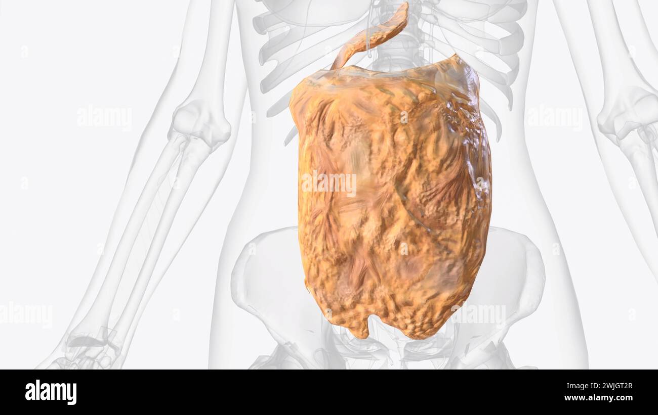 The peritoneum is a continuous membrane which lines the abdominal ...