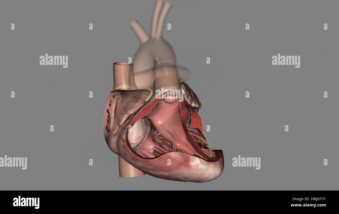 Heart, Atria and Ventricles 3d illustration Stock Photo - Alamy