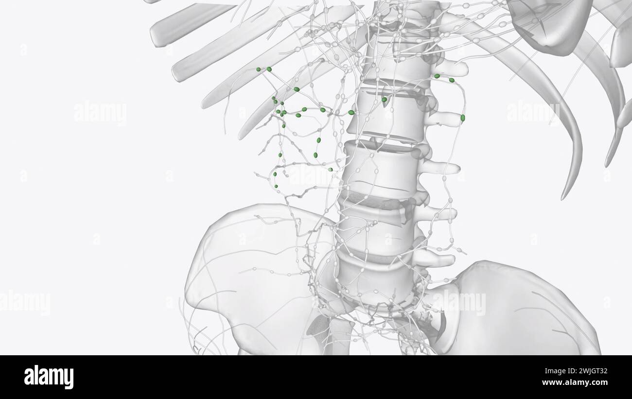 The colic lymph nodes are the large intestinal lymph nodes 3d ...