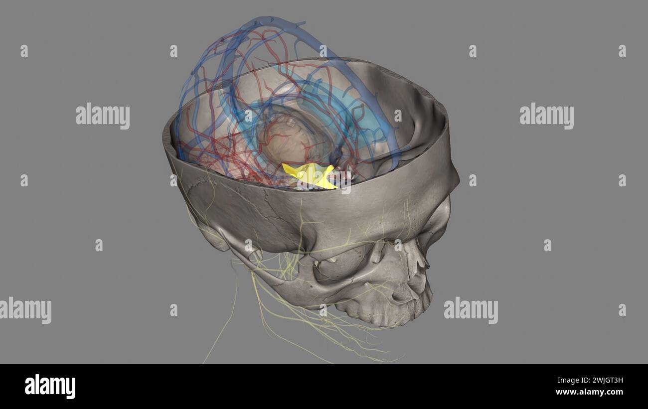 First cranial nerve hi-res stock photography and images - Alamy
