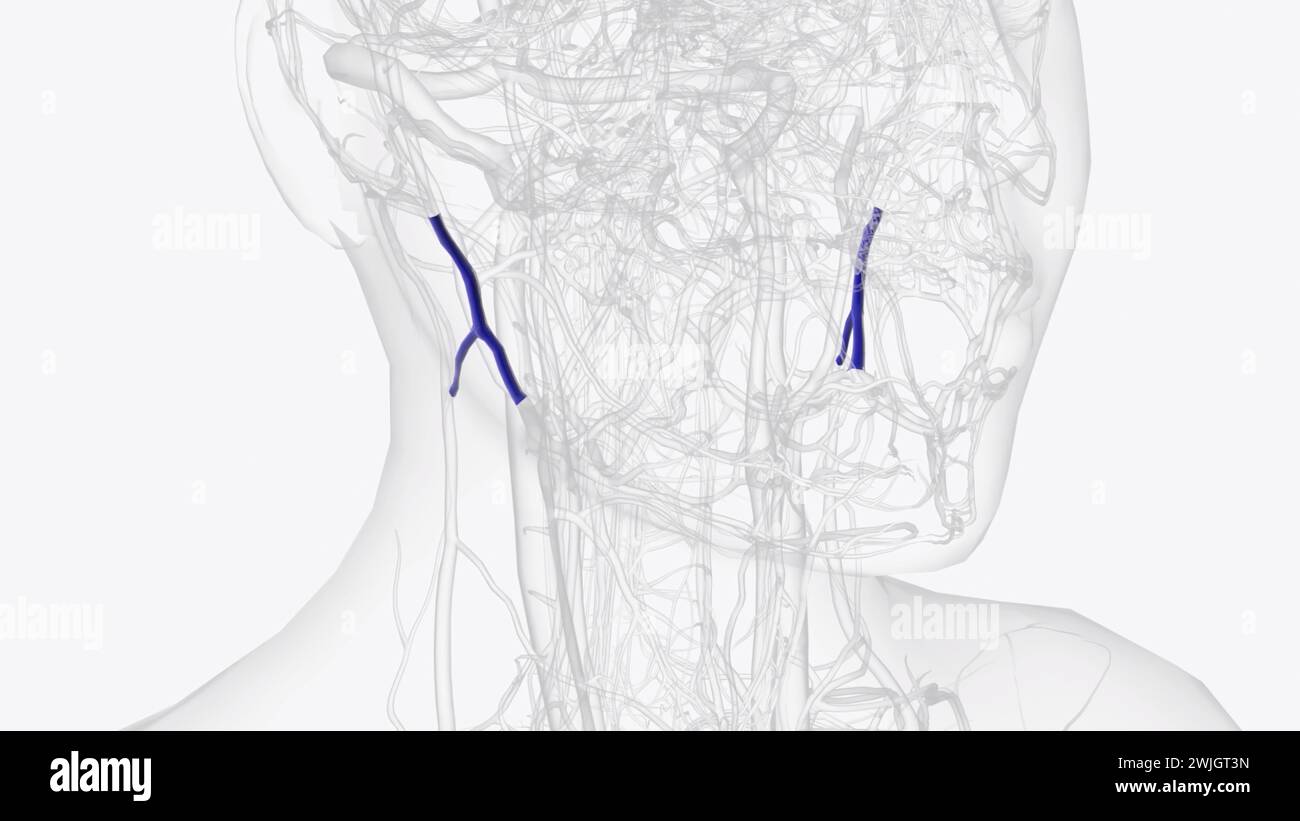 Retromandibular vein and branches 3d 3d illustration Stock Photo - Alamy