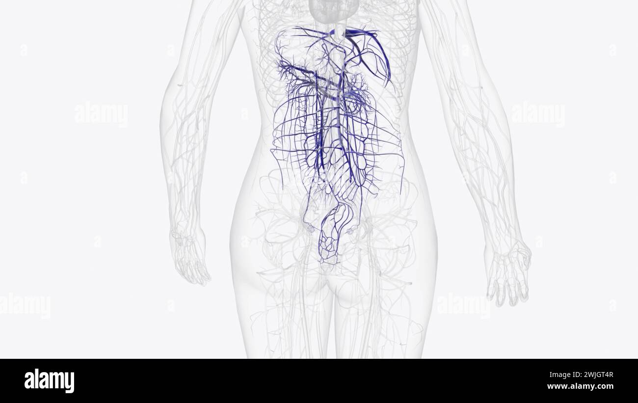 Veins of the systemic circulation are derived from the cardinal veins ...