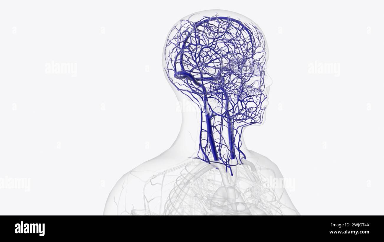 Head and neck veins hi-res stock photography and images - Alamy