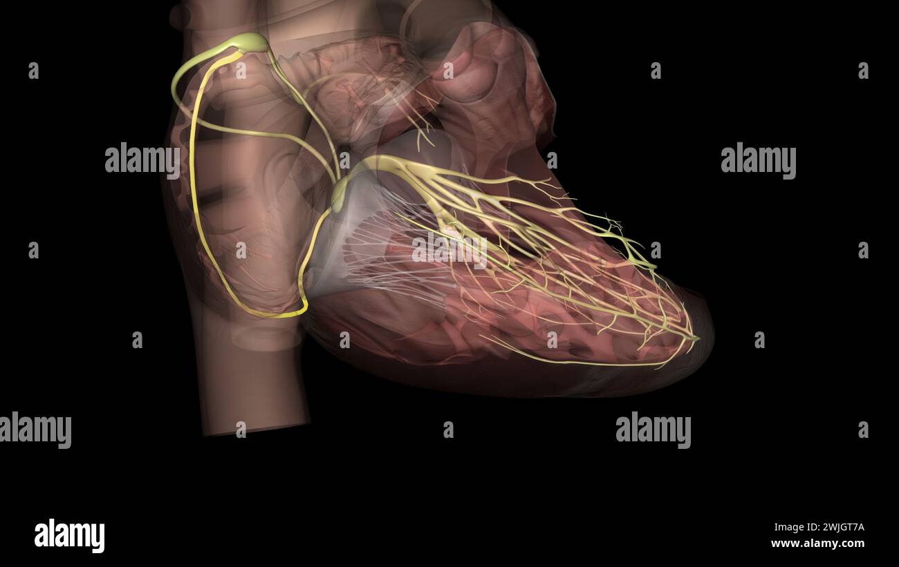 The posterior internodal tract starts at the posterior margin of the ...