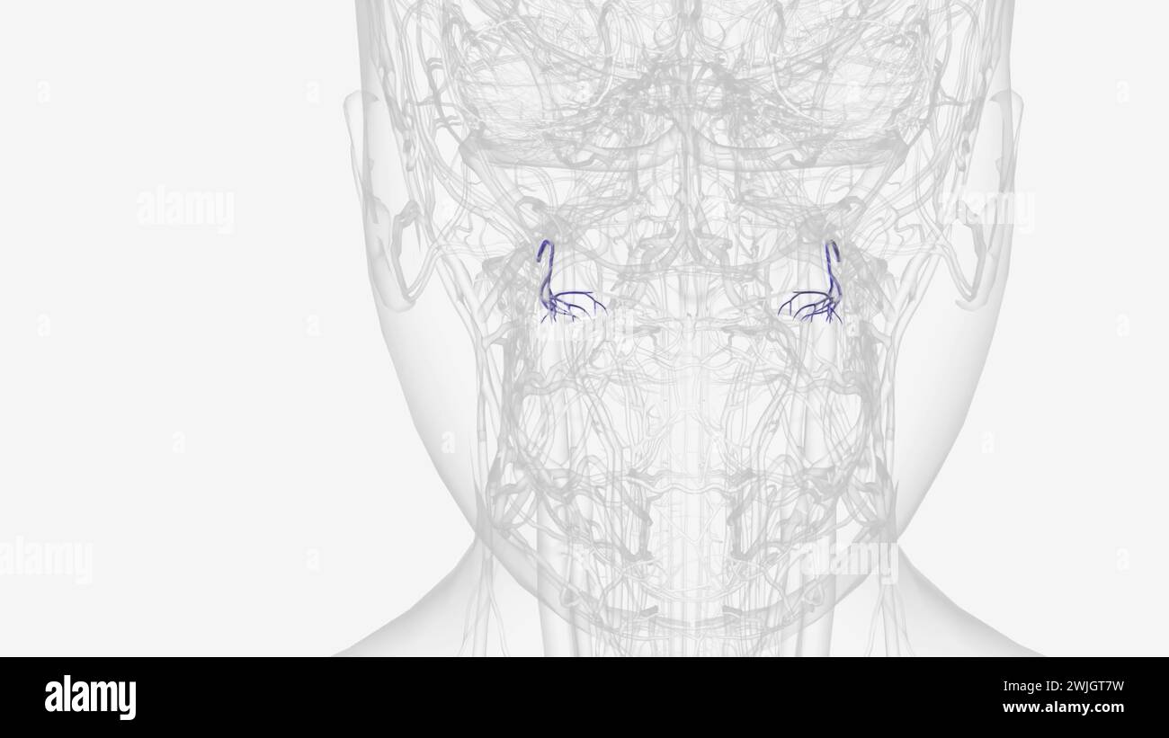 Posterior Superior Alveolar Injection