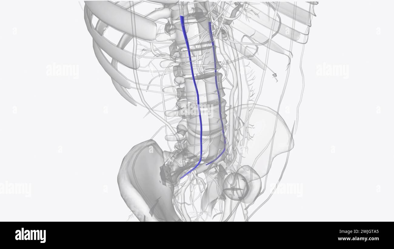 Ascending vena cava hi-res stock photography and images - Alamy