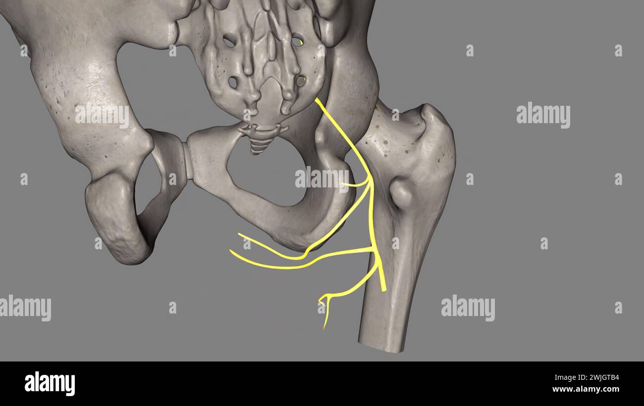 Posterior femoral muscle hi-res stock photography and images - Alamy