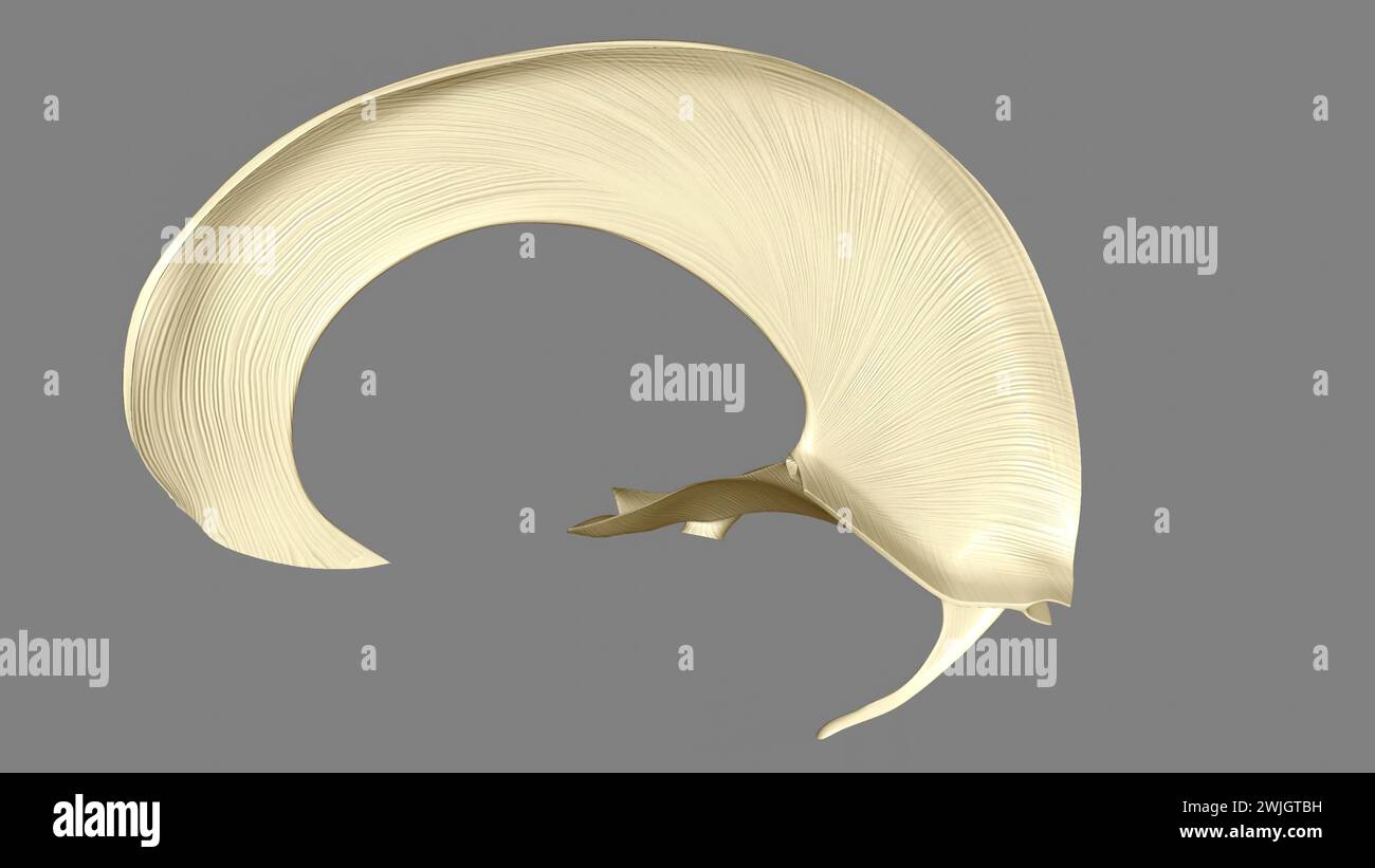 Falx cerebelli hi-res stock photography and images - Alamy