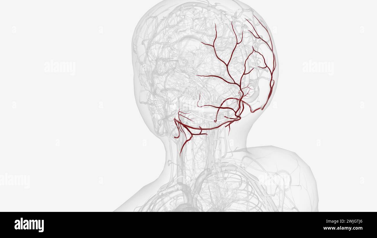 Posterior papillary muscle hi-res stock photography and images - Alamy