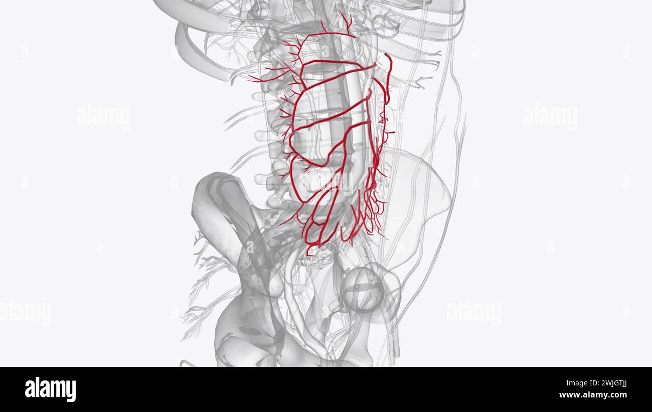 Pulmonary artery catheterization hi-res stock photography and images ...