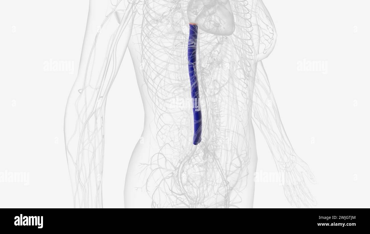 he inferior vena cava (IVC) is the largest vein of the human body 3d ...