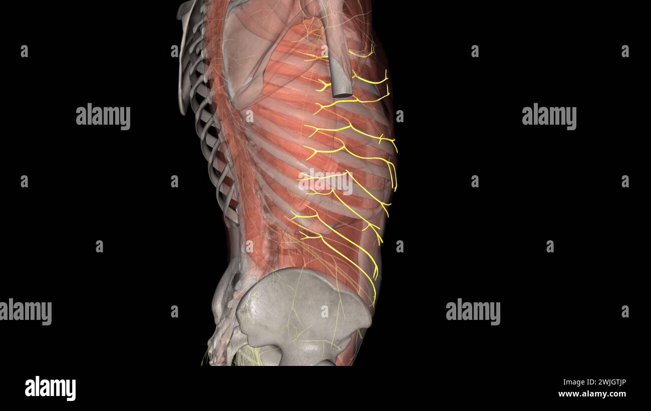 Cutaneous nerves hi-res stock photography and images - Alamy