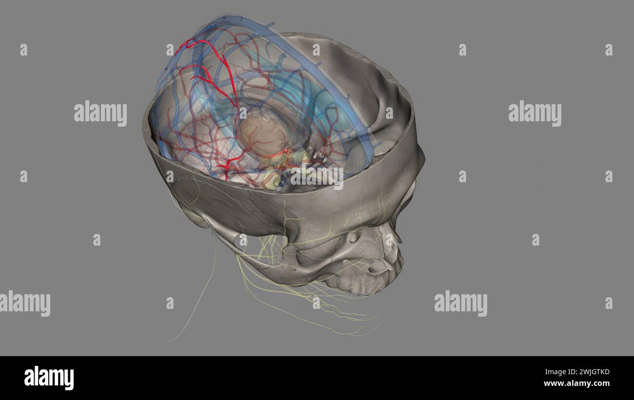 The posterior cerebral artery is a terminal branch of the basilar ...