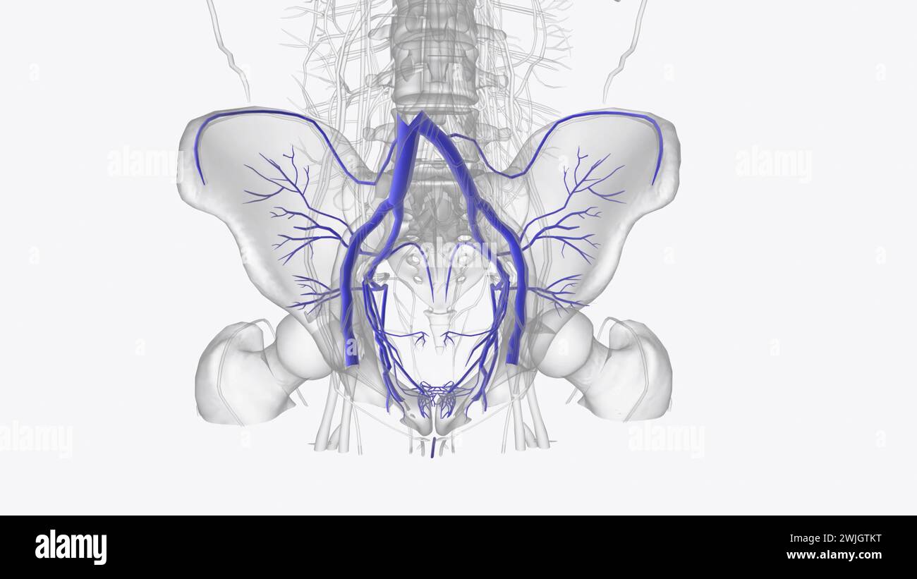 Iliac veins hi-res stock photography and images - Alamy