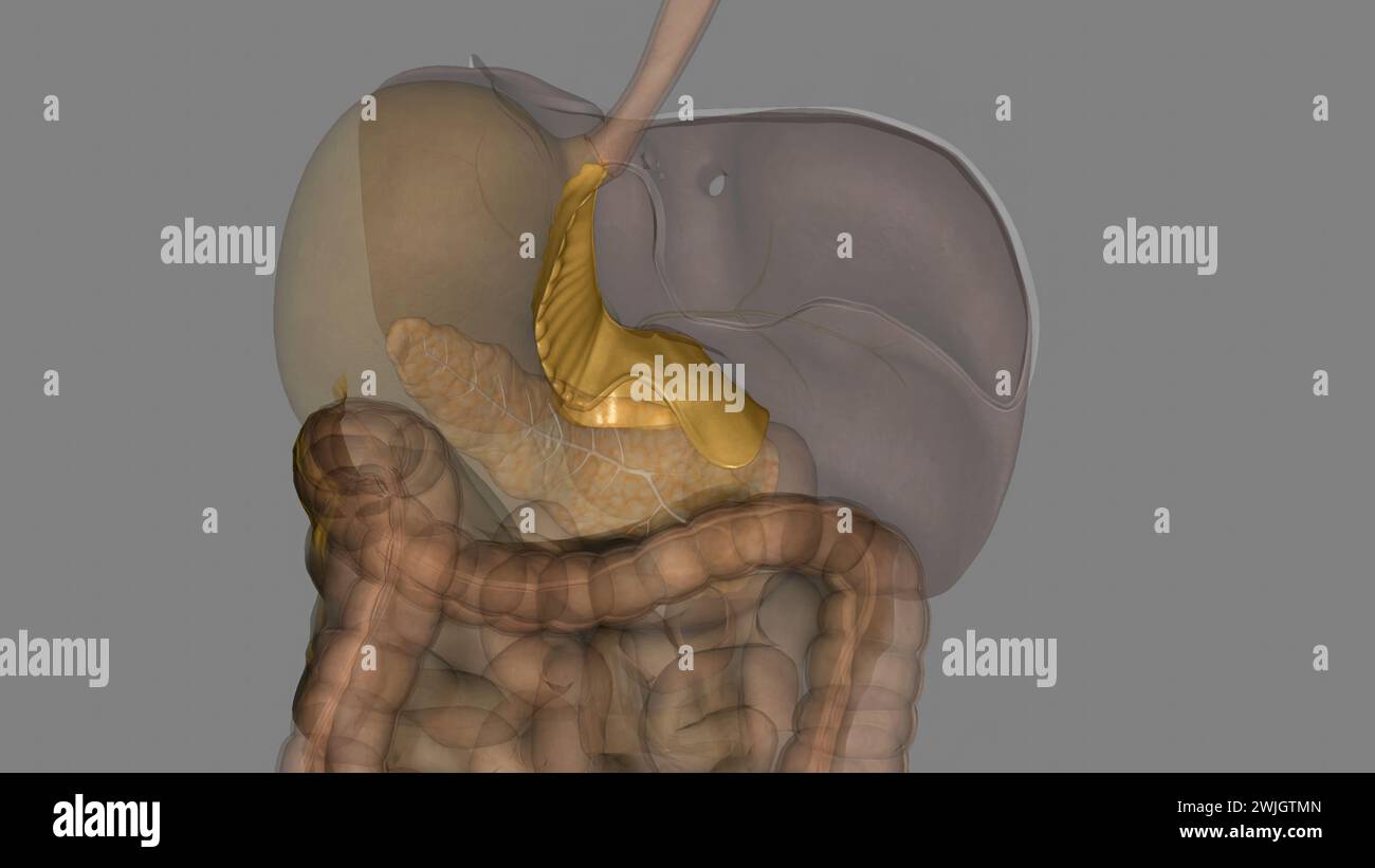 Omentum hi-res stock photography and images - Alamy