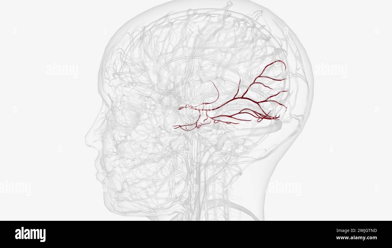Left posterior cerebral artery and branches 3d illustration Stock Photo ...