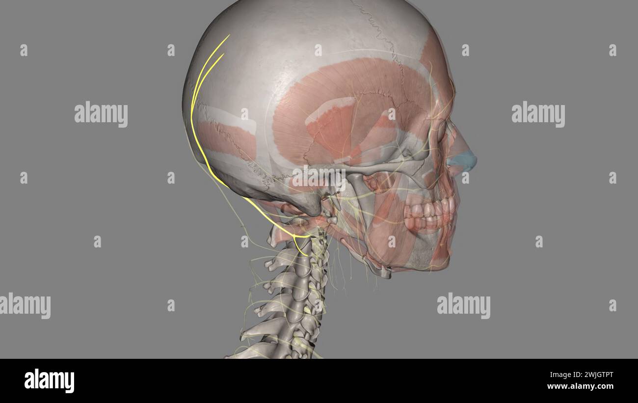Occipital nerve hi-res stock photography and images - Alamy