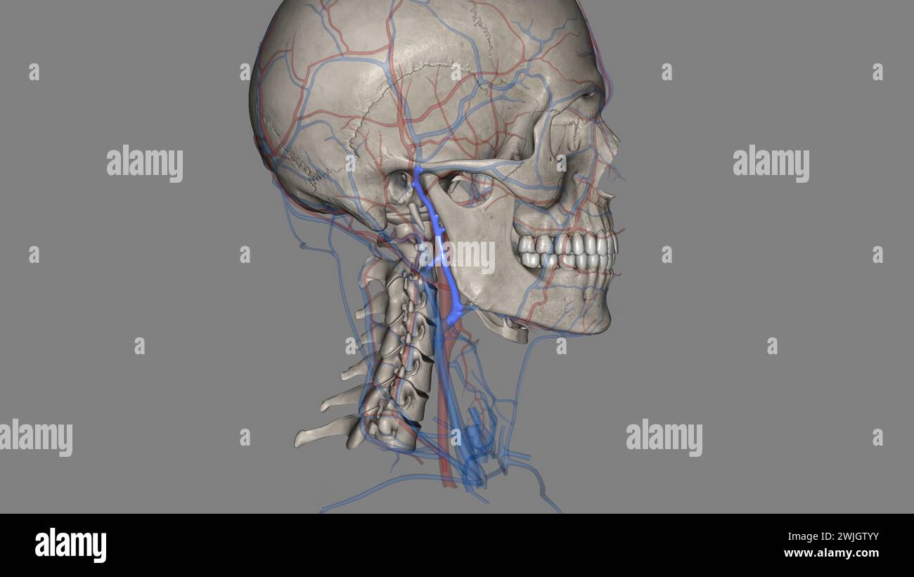 The retromandibular vein is a major vein of the face 3d illustration ...