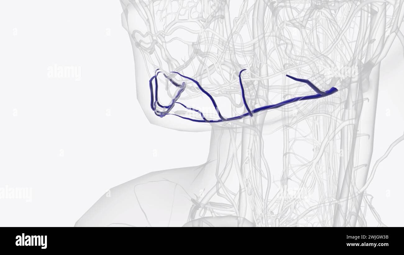 Left coronary network hi-res stock photography and images - Alamy