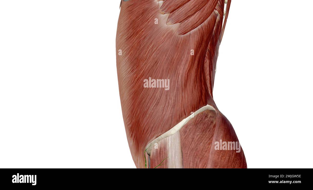Vertebrates pelvic girdle hi-res stock photography and images - Alamy