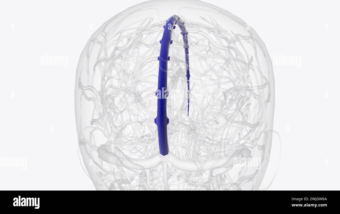 Dural sinuses hi-res stock photography and images - Alamy