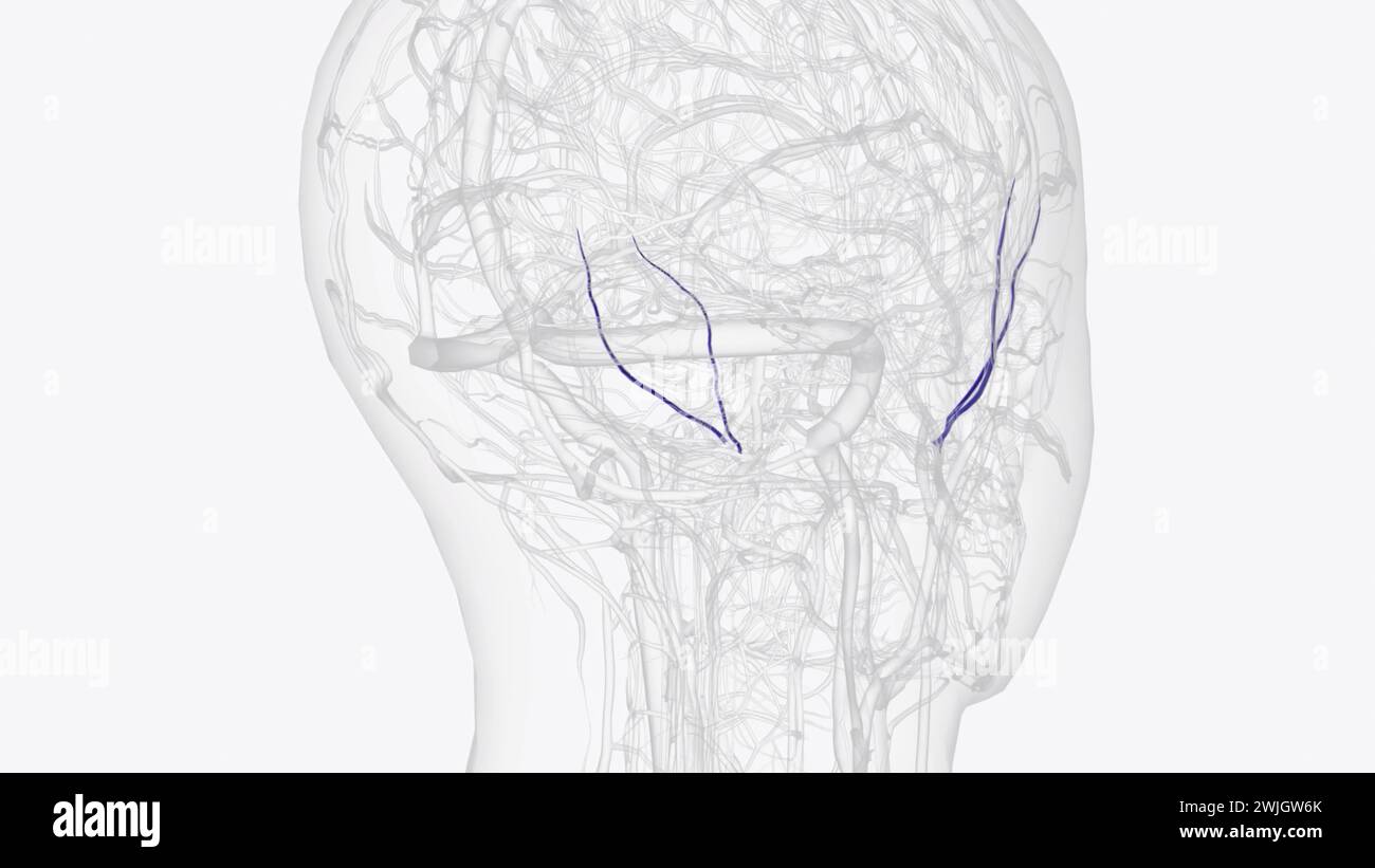 Maxillary artery hi-res stock photography and images - Alamy